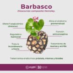 Barbasco (Dioscorrea composita Hemsley) - Asami :: Saber Ser