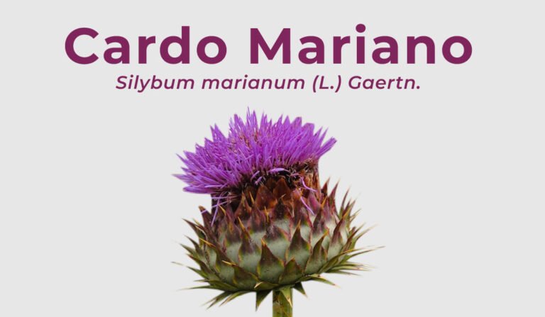 Cardo Mariano – Silybum marianum (L.) Gaertn. - Asami :: Saber Ser