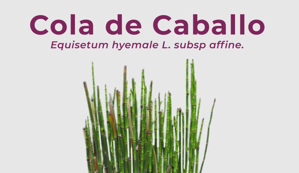 Orégano – Lippia graveolens - Asami :: Saber Ser