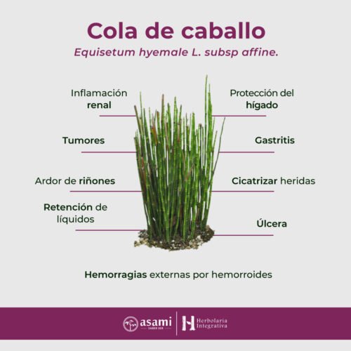 Cola de caballo – Equisetum hyemale L. subsp affine - Asami :: Saber Ser