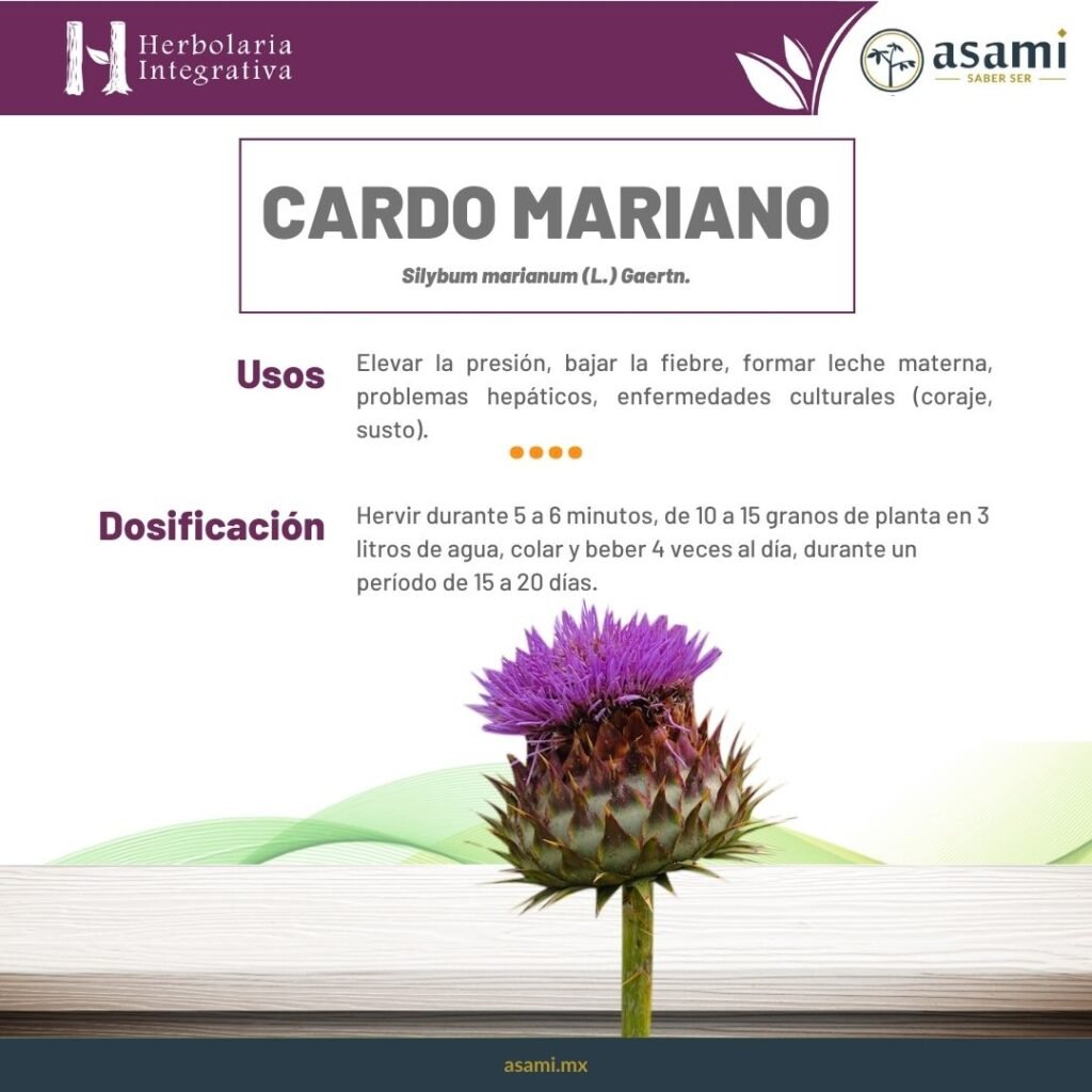 Cardo Mariano – Silybum marianum (L.) Gaertn. - Asami :: Saber Ser