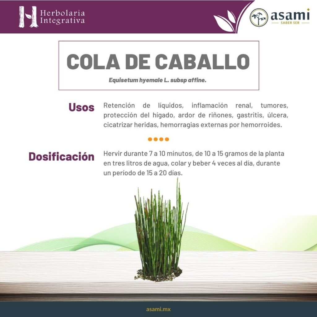 Cola de caballo – Equisetum hyemale L. subsp affine - Asami :: Saber Ser