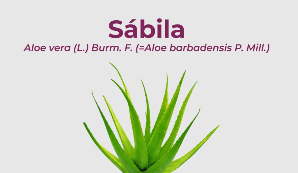 Sábila – Aloe vera - Asami :: Saber Ser