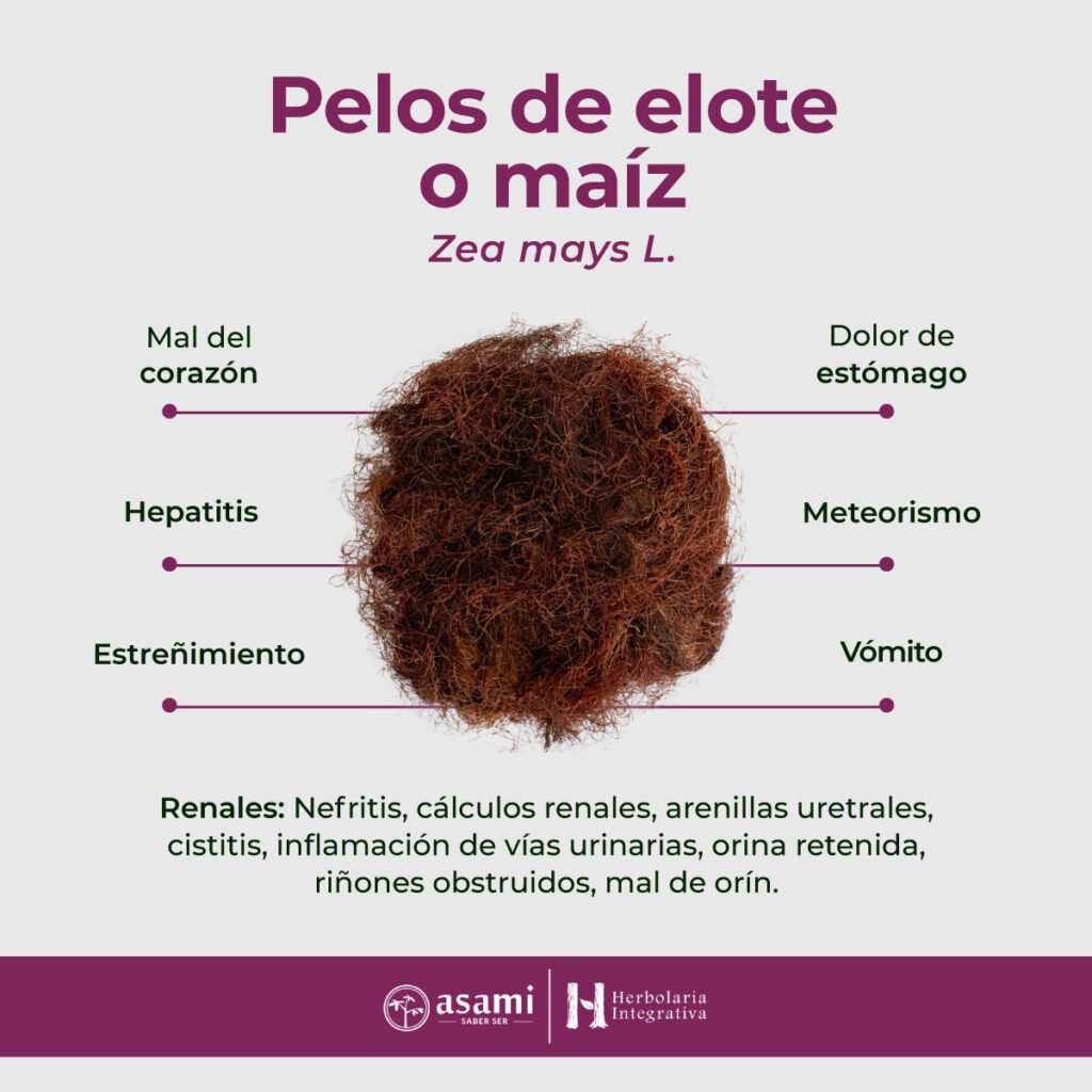 Pelos de elote – Zea mays L. - Asami :: Saber Ser