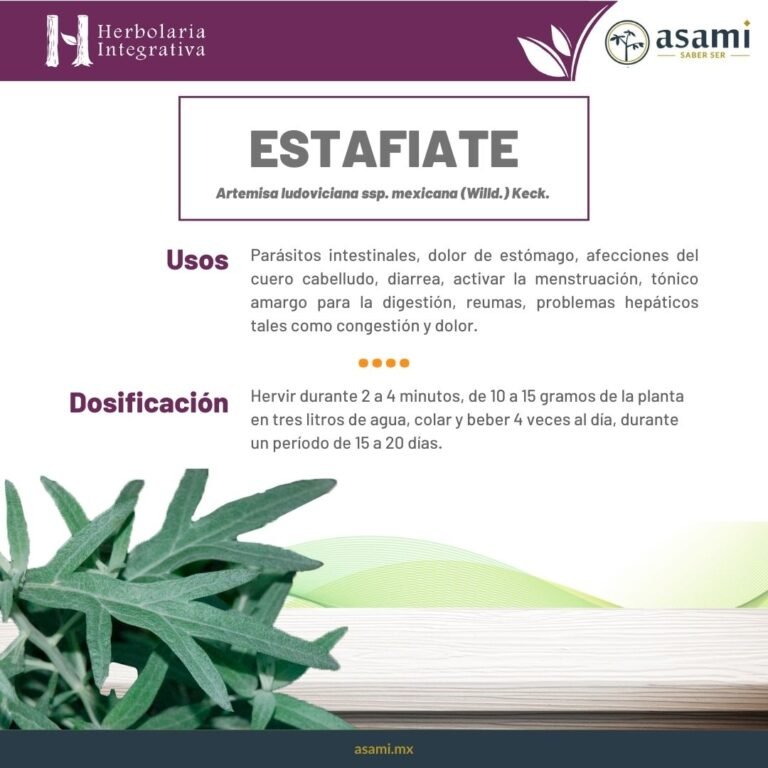 Estafiate – Artemisa ludoviciana - Asami :: Saber Ser