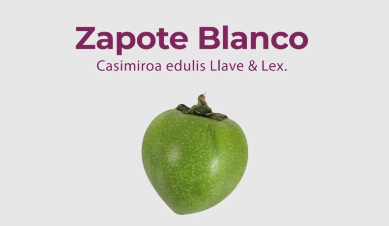 Zapote Blanco – Casimiroa edulis Llave & Lex. - Asami :: Saber Ser