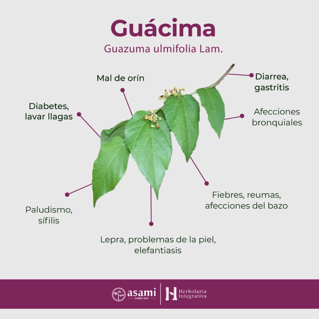 Guácima – Guazuma ulmifolia Lam. - Asami :: Saber Ser