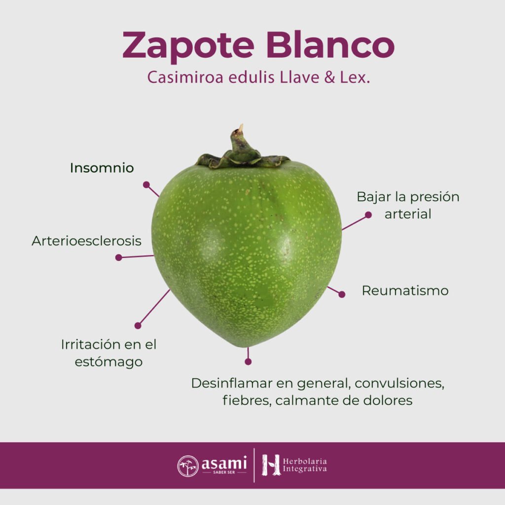 Zapote Blanco – Casimiroa edulis Llave & Lex. - Asami :: Saber Ser
