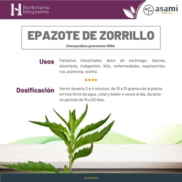 Epazote de zorrillo – Chenopodium graveolens Willd. - Asami :: Saber Ser