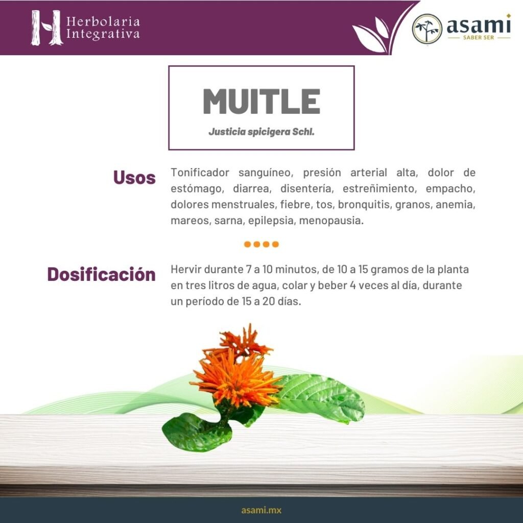 Muitle – Justicia spicigera Schl. - Asami :: Saber Ser